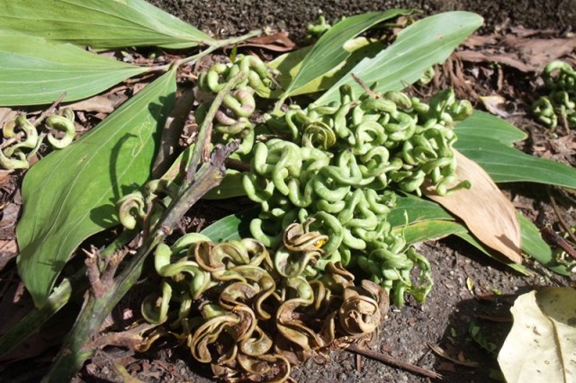 Complementary Plants, Forestry | Reforestation.me