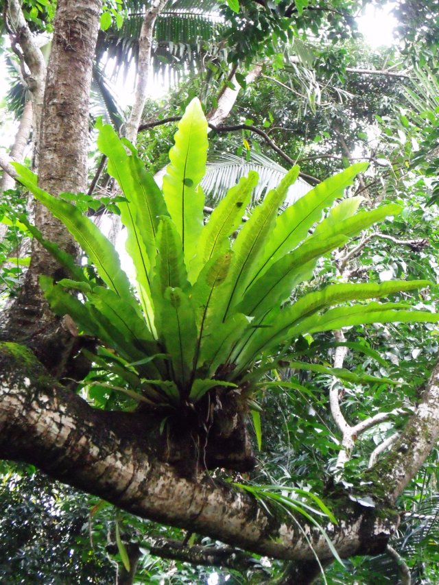 Climate Change, Reforestation, Epiphytes | Reforestation.me