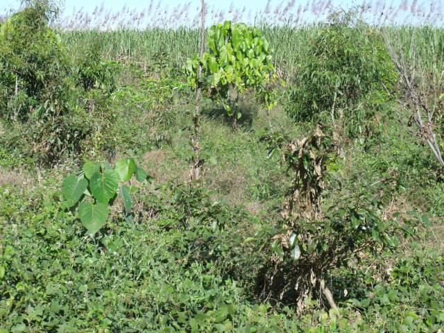 Reforestation Methods Reforestation Projects | Reforestation.me