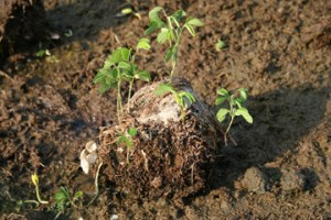 Supplemented Fodder Treatment (SFT), Holistic Planned Grazing (HPG ...