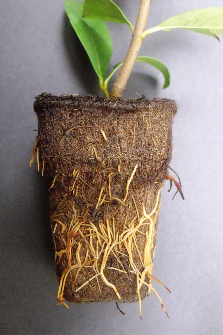 Cover Crops, Mixed Improved Fallows, Green Manure, Succession ...