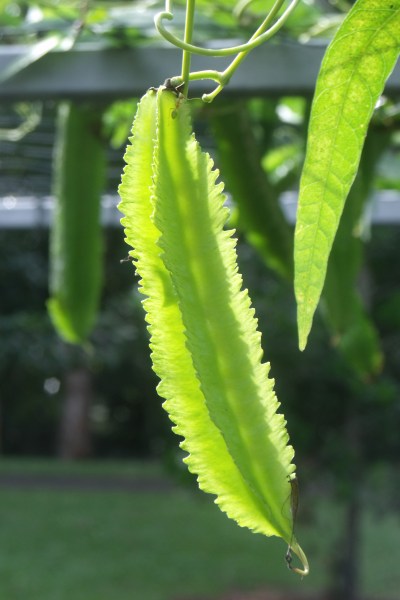 Cover Crops, Mixed Improved Fallows, Green Manure, Succession ...
