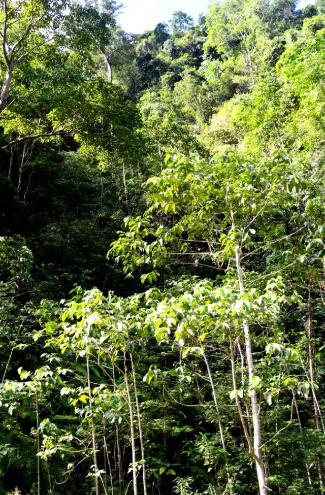 Reforestation Methods Reforestation Projects | Reforestation.me