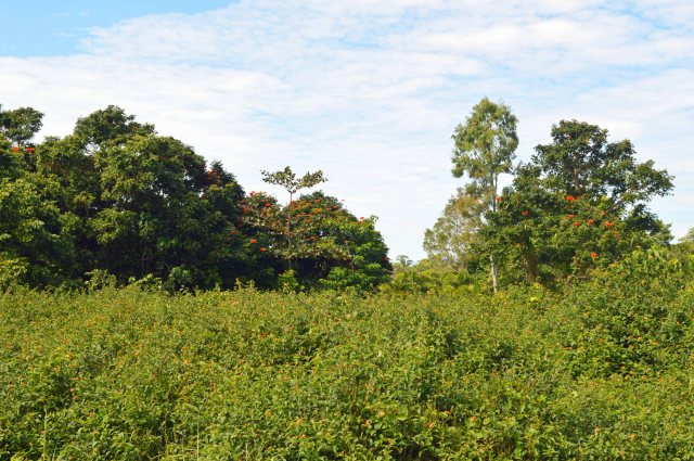 Reforestation Methods Reforestation Projects | Reforestation.me