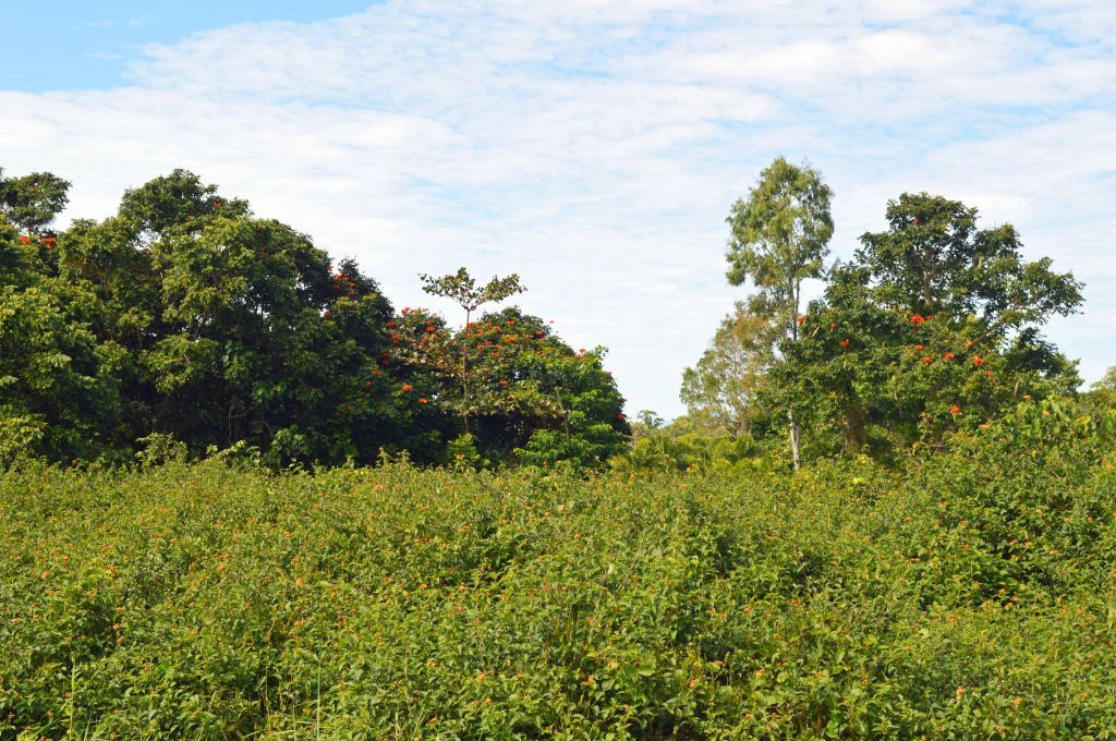 Reforestation Methods Reforestation Projects | Reforestation.me