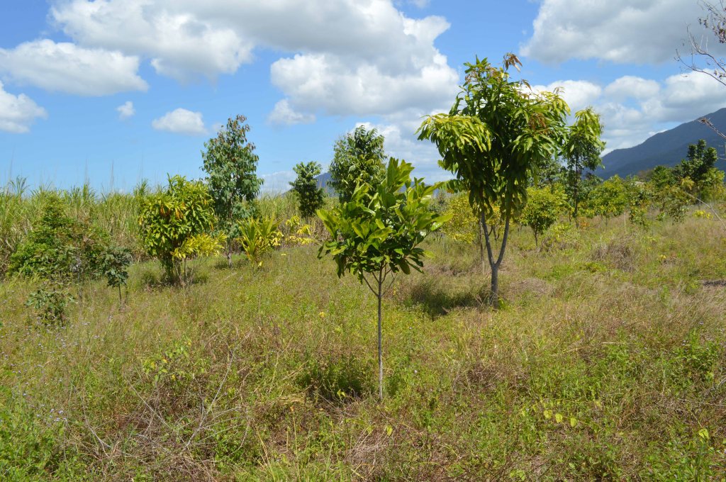Reforestation Methods Reforestation Projects | Reforestation.me