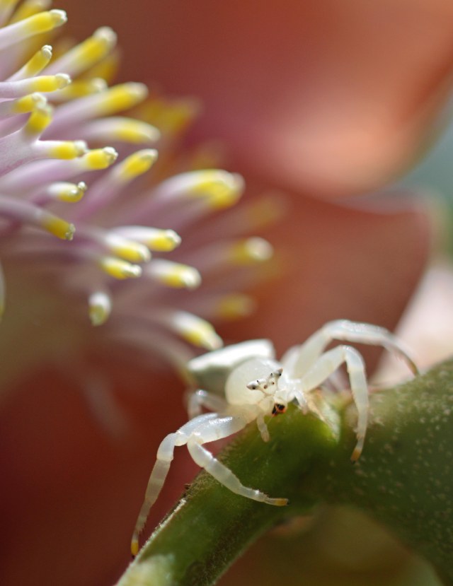 Photos Insects Spiders 1 | Reforestation.me