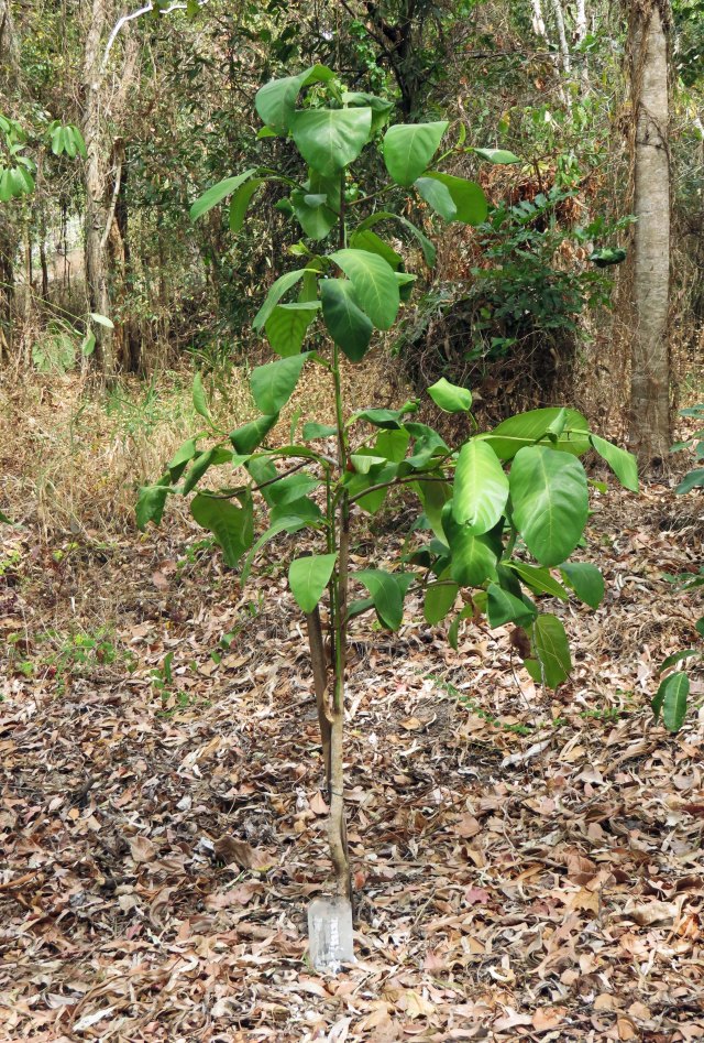 Reforestation Methods Reforestation Projects | Reforestation.me