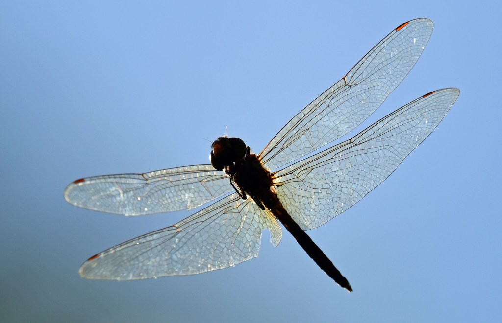 Photos Australian Dragonflies | Reforestation.me