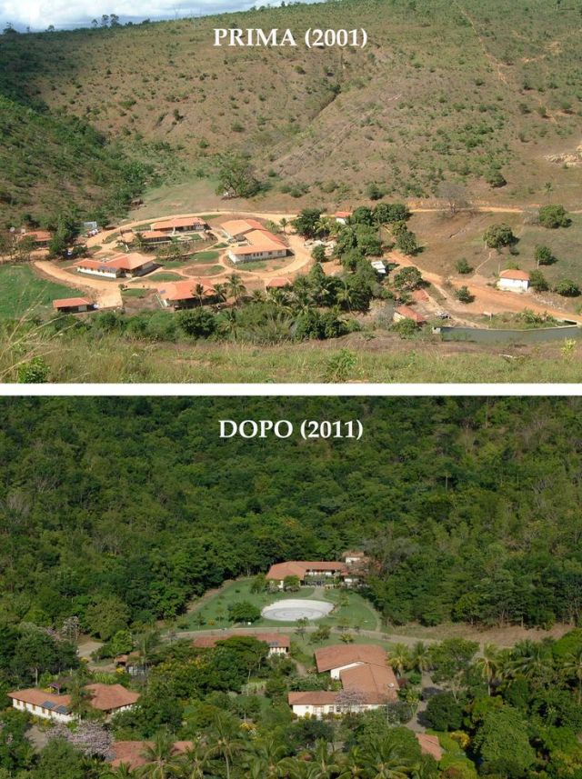 Reforestation Methods Reforestation Projects | Reforestation.me