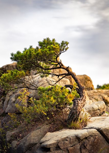 Reforestation Methods Reforestation Projects | Reforestation.me