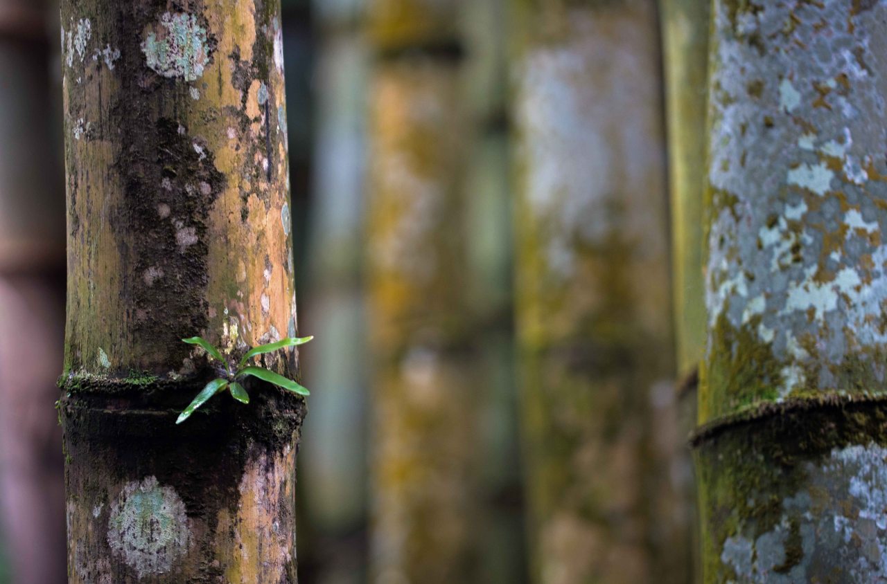 Photos Lichens, Mosses and Ferns | Reforestation.me