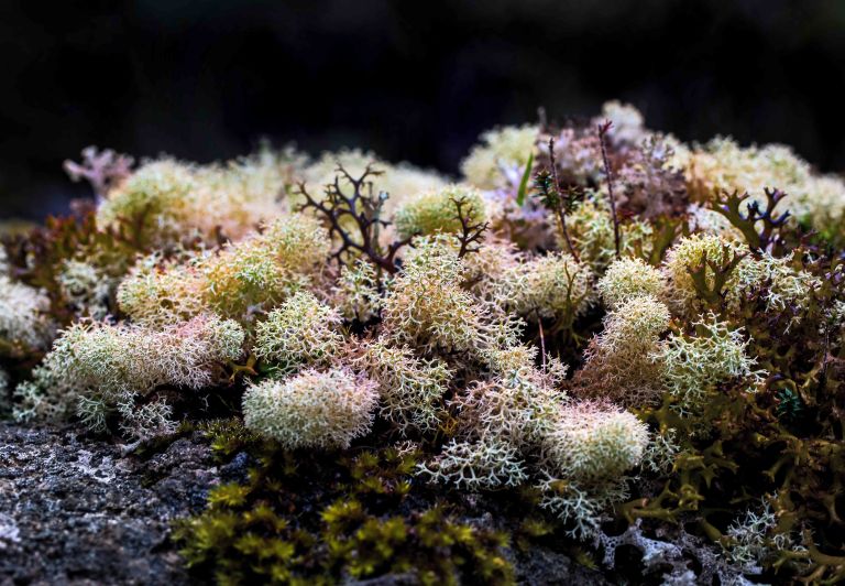 Photos Lichens, Mosses and Ferns | Reforestation.me