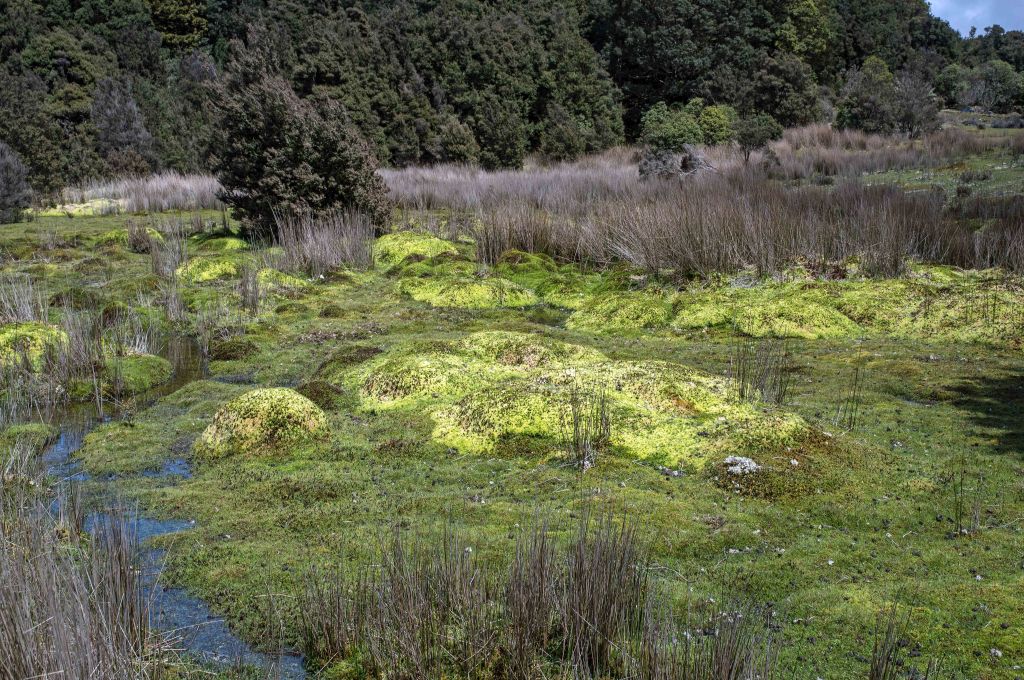 Photos Lichens, Mosses and Ferns | Reforestation.me