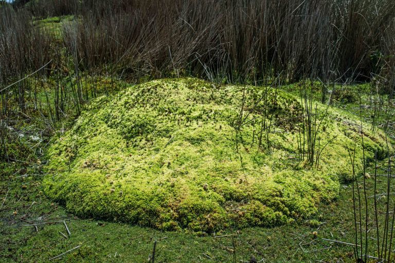 Photos Lichens, Mosses and Ferns | Reforestation.me