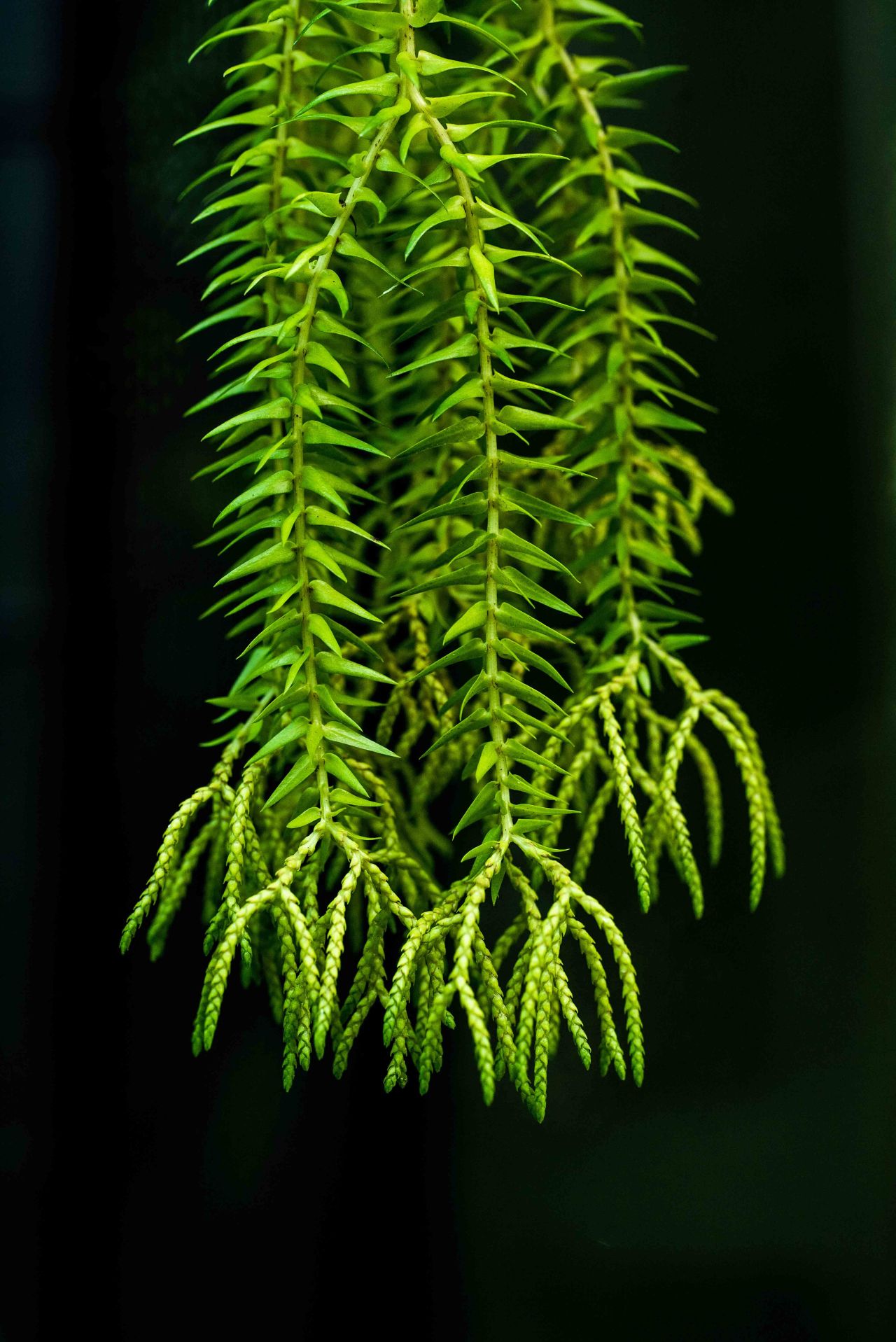 Photos Lichens, Mosses and Ferns | Reforestation.me