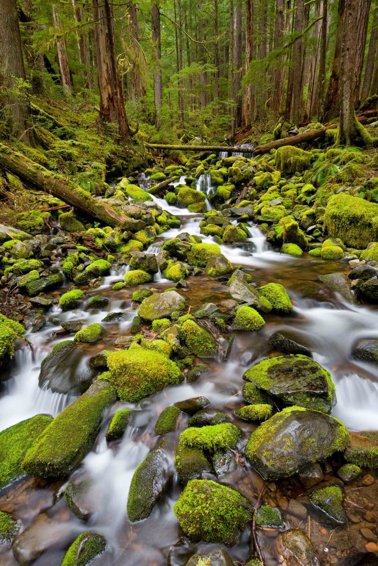 Photos Lichens, Mosses and Ferns | Reforestation.me