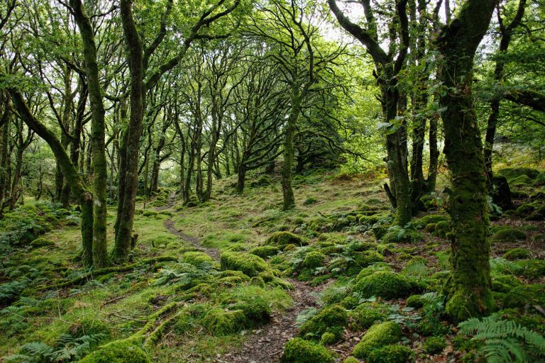 Photos Lichens, Mosses and Ferns | Reforestation.me