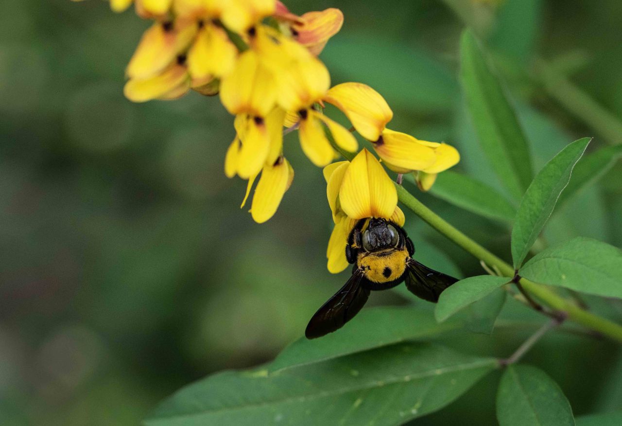 Cover Crops, Mixed Improved Fallows, Green Manure, Succession ...