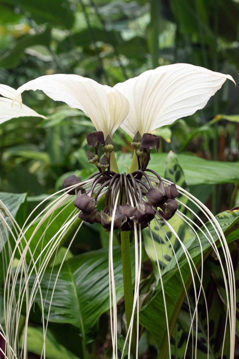 Photos Flowers 2 | Reforestation.me