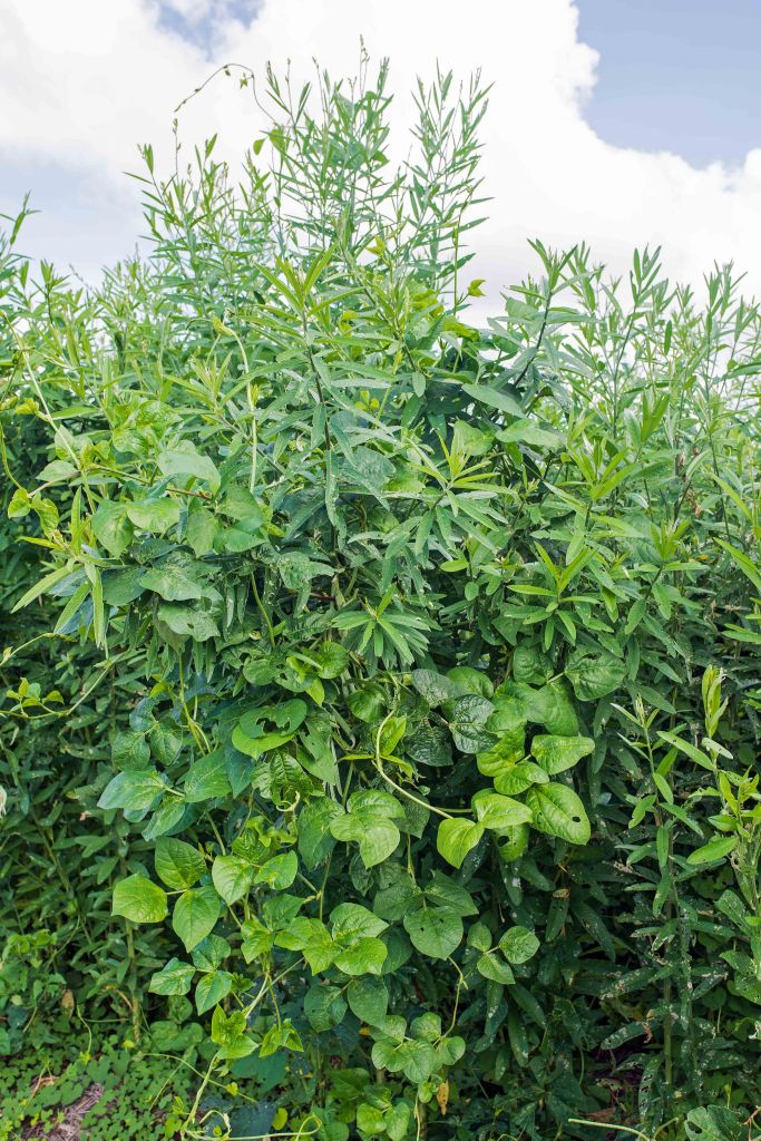 Cover Crops, Mixed Improved Fallows, Green Manure, Succession ...