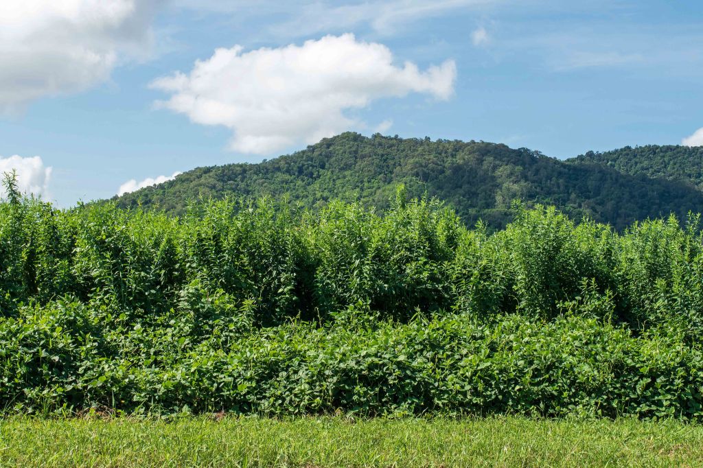 Cover Crops, Mixed Improved Fallows, Green Manure, Succession ...