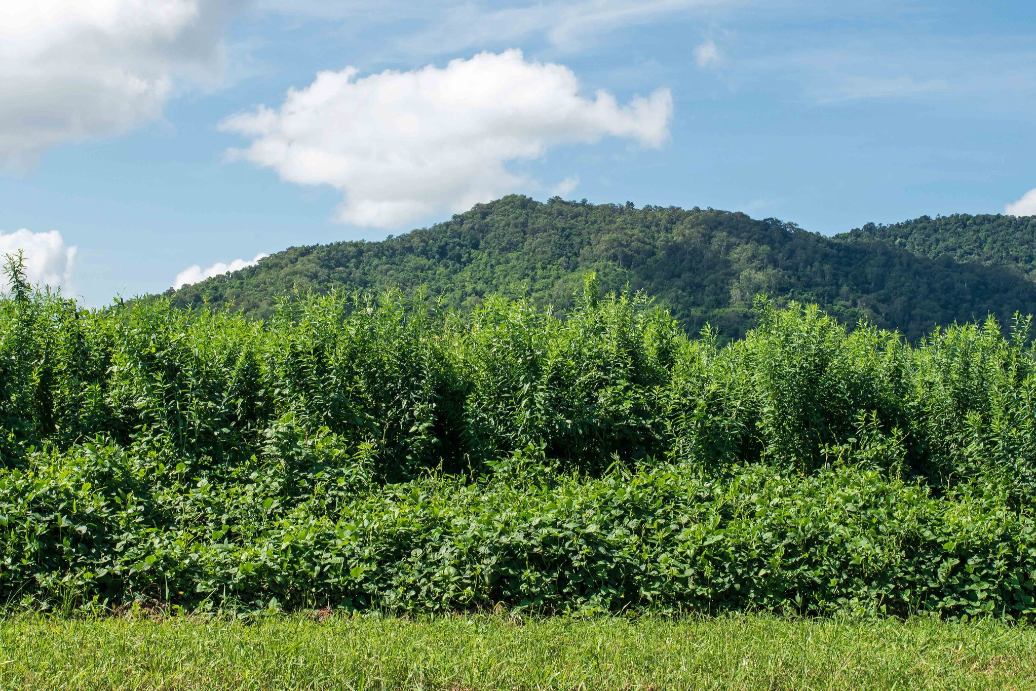 Reforestation.me | Agroforestry, reforestation, soils, fire protection ...