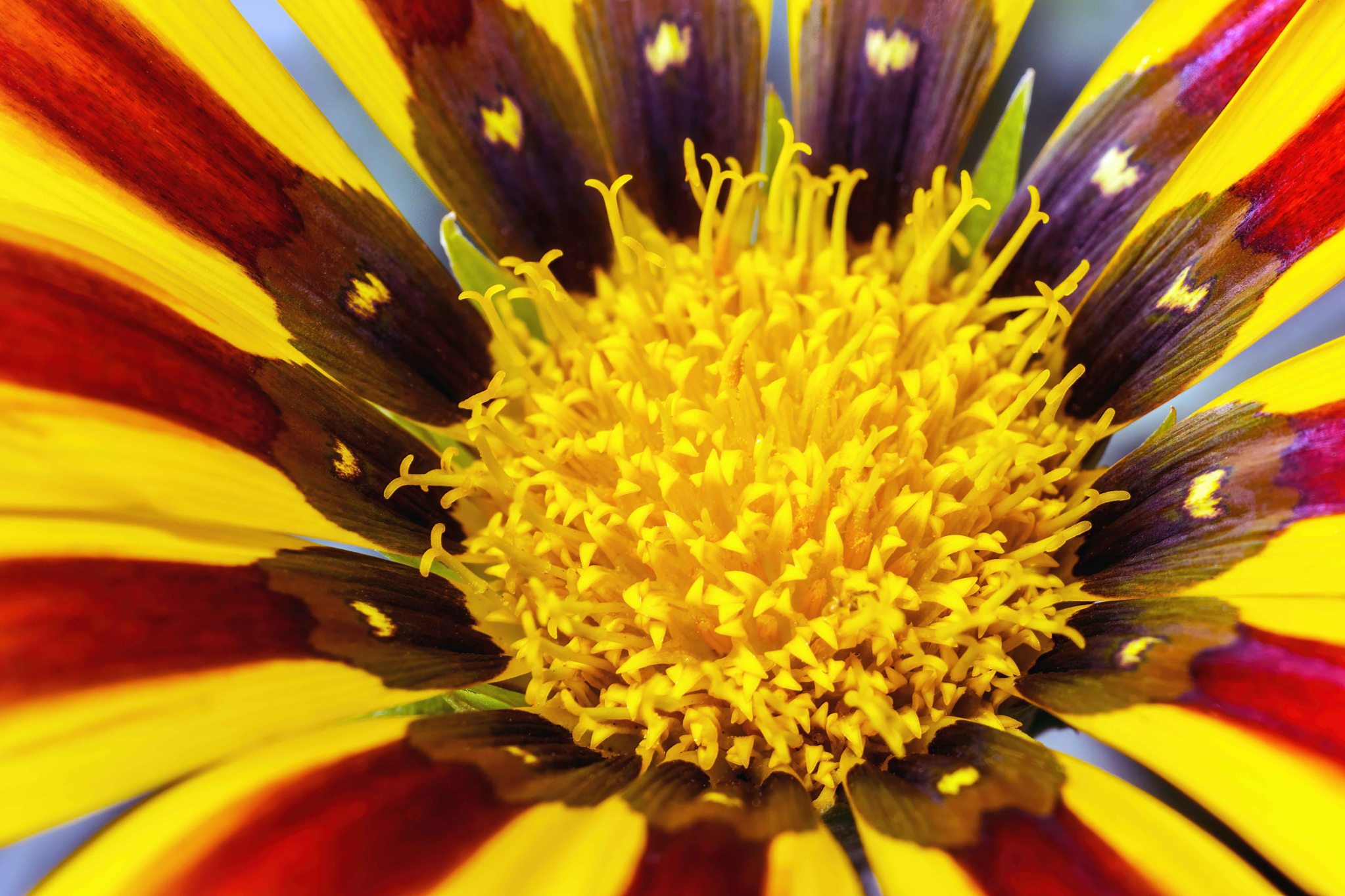 Photos Flowers 2 | Reforestation.me
