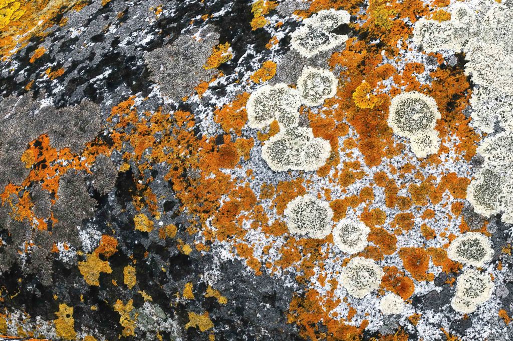 Photos Lichens, Mosses and Ferns | Reforestation.me