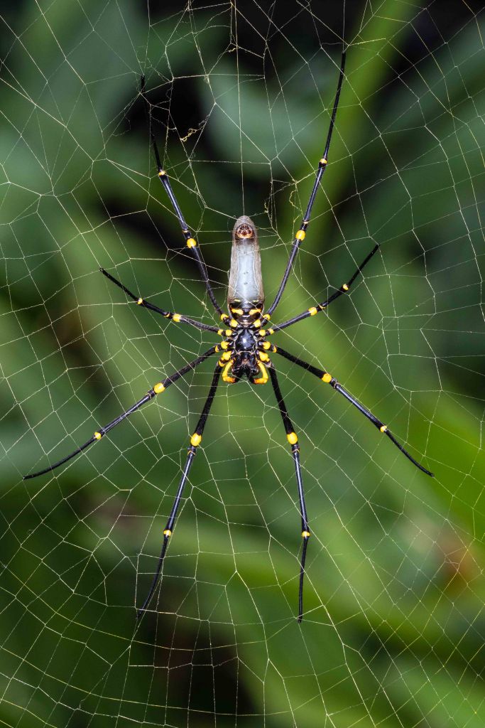 Photos Insects Spiders 1 | Reforestation.me