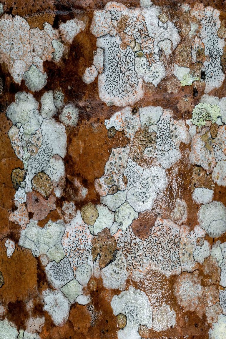 Photos Lichens, Mosses and Ferns | Reforestation.me