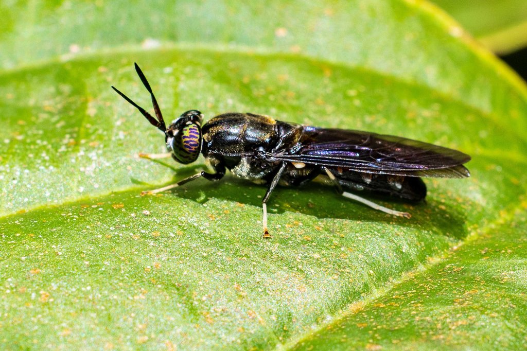 Photos Insects Spiders 1 | Reforestation.me